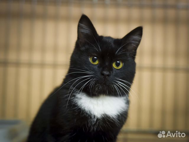 Зара (коттэ)