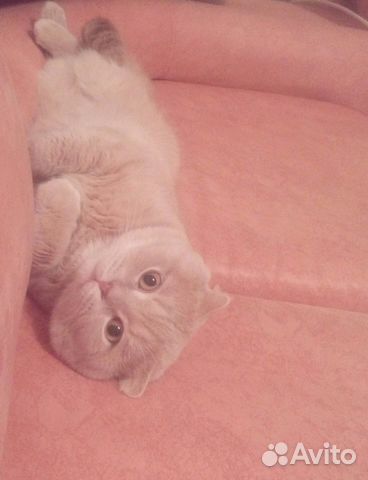 Кот