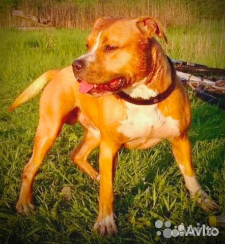Вязка Ам.стаффордширский терьер амстафф стафф случ