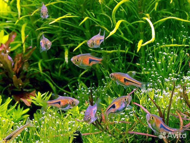 Рыбка расбора эспей