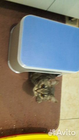 Кошка 2 года порода скотиш страйт стерилизованная