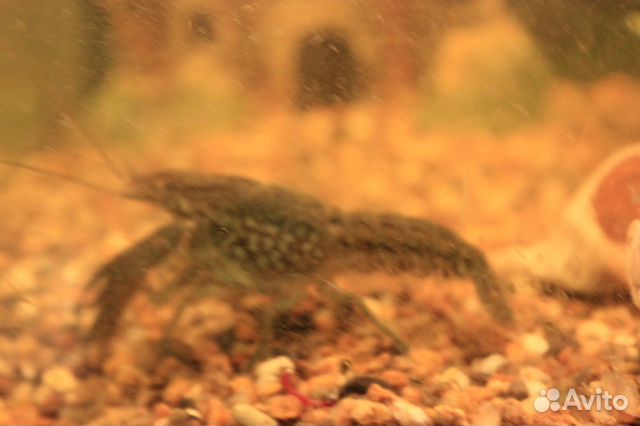 Мраморные рачки