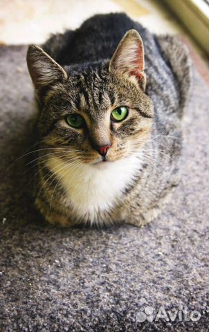 Брутальный Красавчик Интеллигент дар в добрые руки