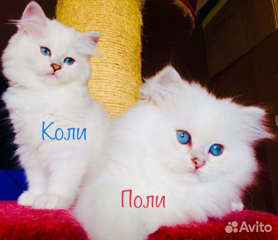 Длинношерстные шиншиллы Пойнт синиглазые