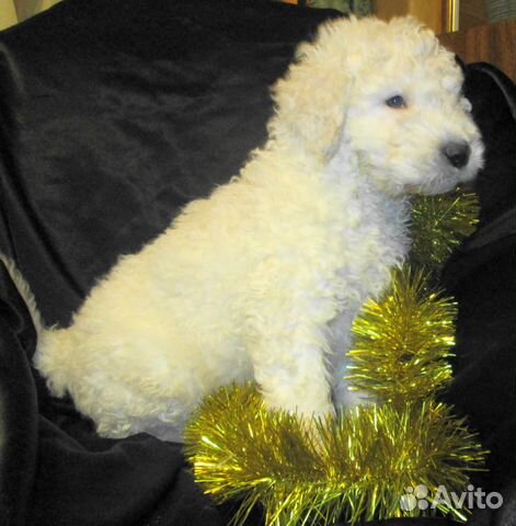 Щенки комондора