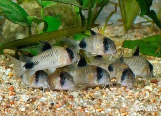 Сомики панда и Венесуэла Оранж