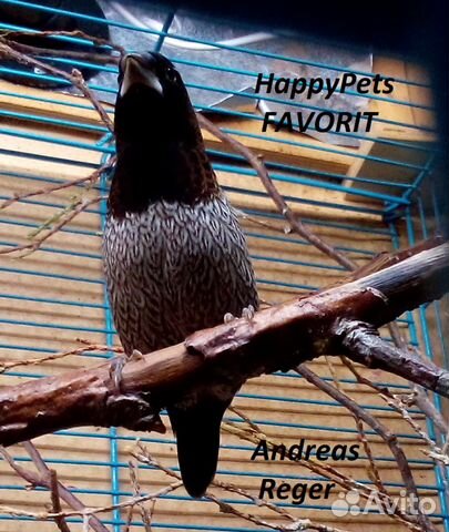 Японская чешуйчатая амадина