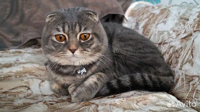 Кот приглашает на вязку кошечку