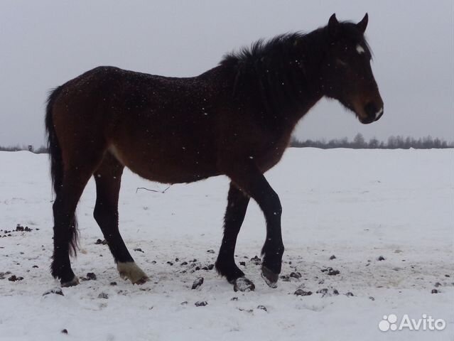 Кобыла - русский рысак