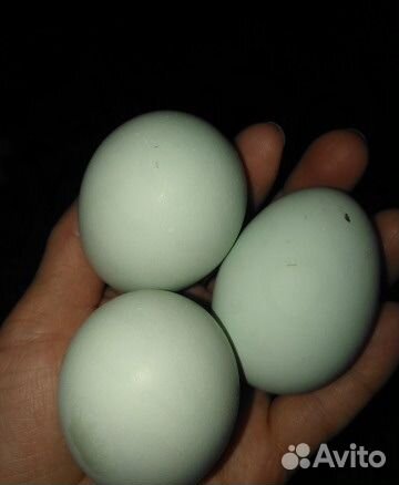 Яйцо инкубационное голубое, зеленое, зелено-пепель