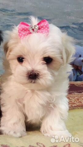 Мальтезе очаровательная малышка