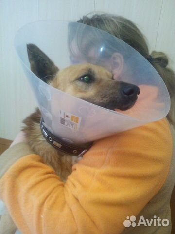 Добрый несчастный пес в дар