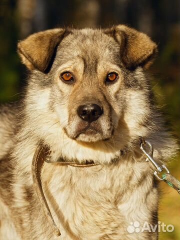 Пёс Барон в надежные руки