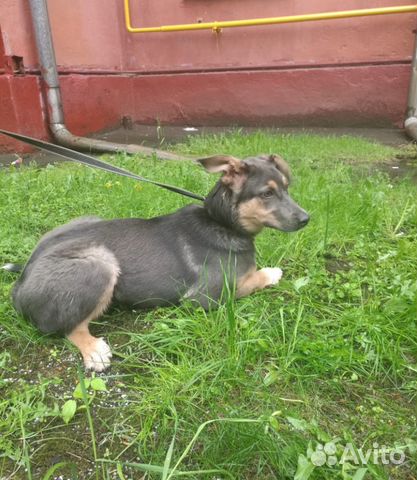 Только для вас классный щенок - "шоколадная" Флоша