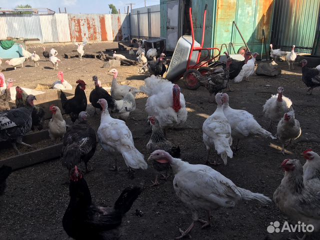 Индюки девочки 1 год