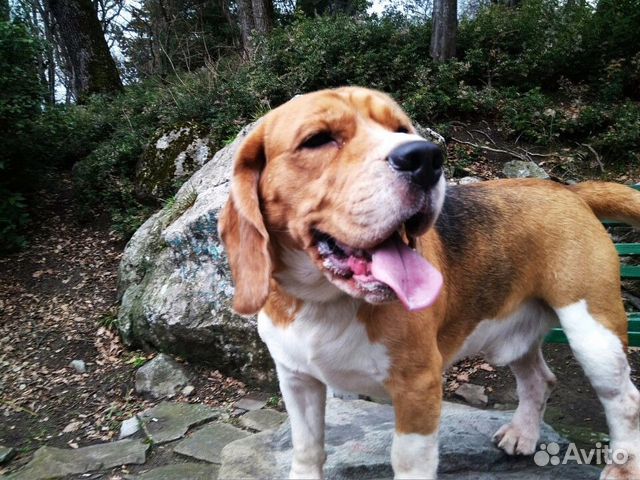 Предлагаю для вязки кобеля бигля