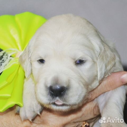 Golden Retriever щенки.Самара
