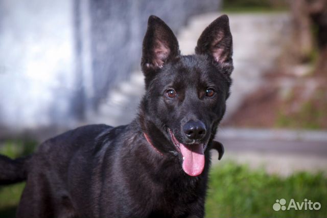 Марк щенок 10 месяцев в дар