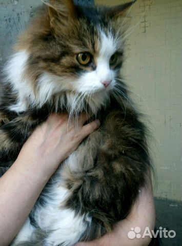 Кот сибирский