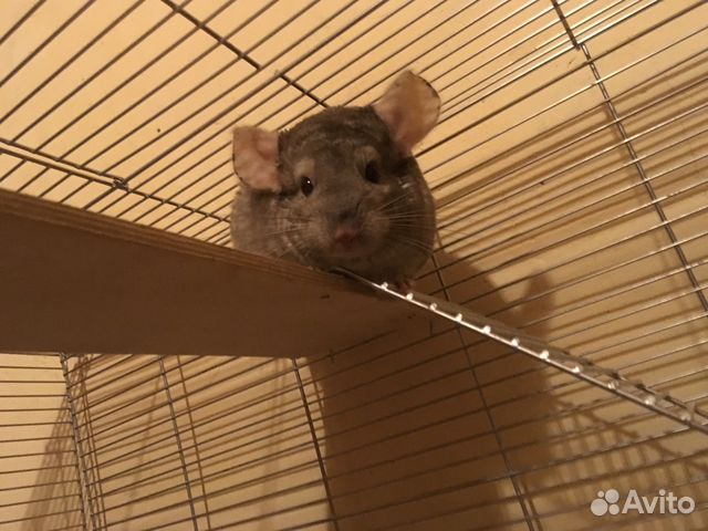 Отдам шиншилл