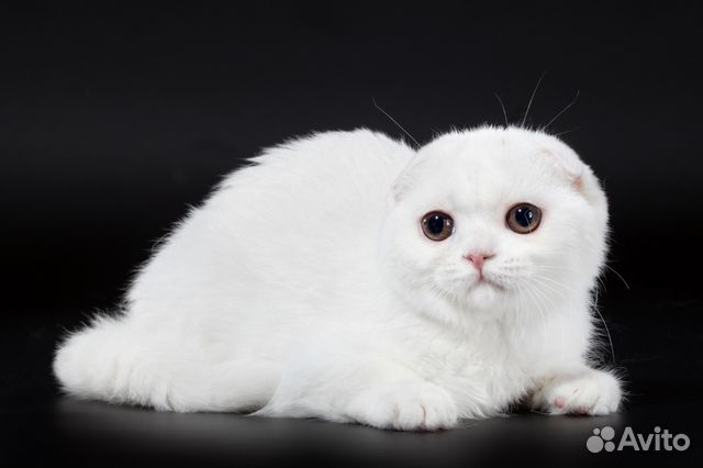 Вислоухая шотландская белая кошечка