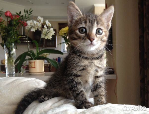 Плюшевая Плюша доверчивая девочка