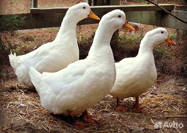 Гуси, утки разных возрастов, бройлер, несушка 4 ме