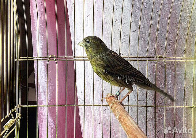 Канарейка с клеткой