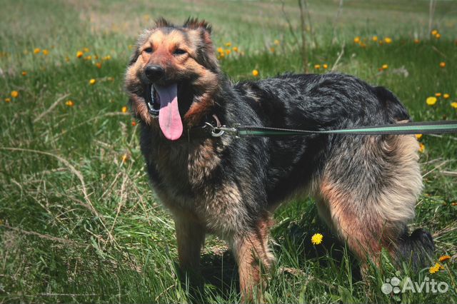 Маришка в добрые руки