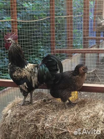 Семьи китайских пород кур