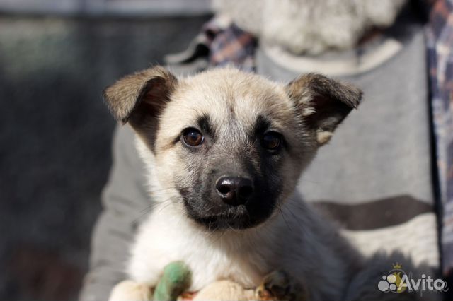 Малышка Челси в добрые руки