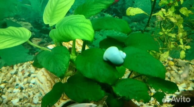 Улитки ампулярии голубые