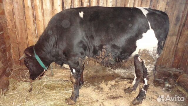 Бык на мясо