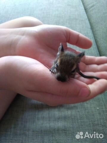 Отдам в добрые руки малышей Дэгу