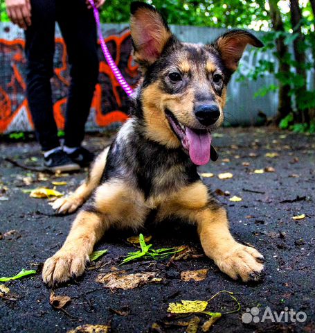 Овчаристое чудо в дар