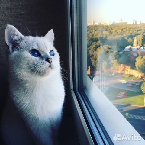 Котик с синими глазками