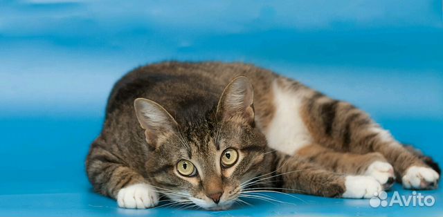 Котик Бакстер в добрые руки