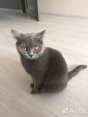 Скотиш-страйт шикарная кошечка Моника 2года