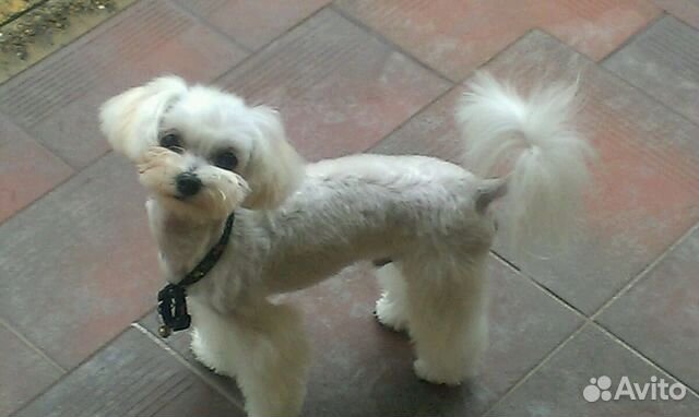 Мальчик (Мальтезе) ищет девочку для случки