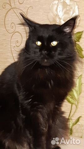 Кот для вязки