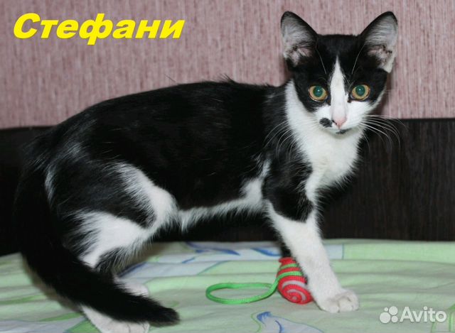 Милая Стефани в добрый дом