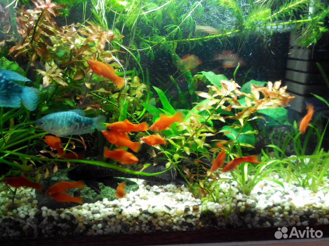 Меченосцы красные