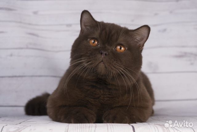 Шоколодный мачо