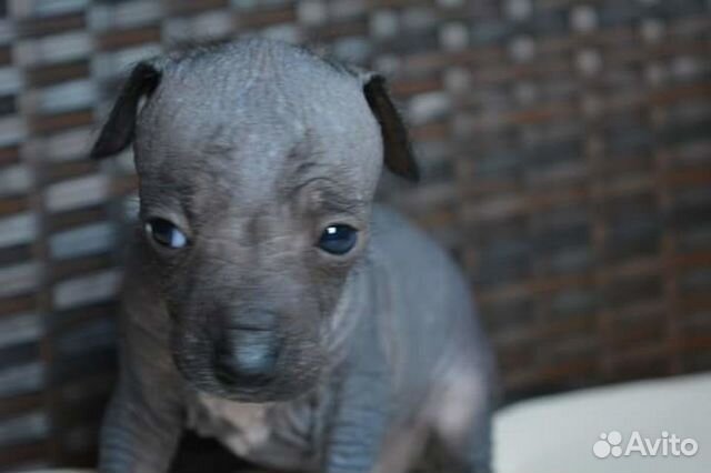 Мальчик мексиканской голой мини