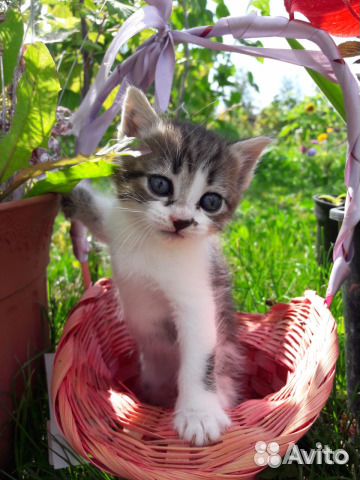 Котята за сиволическую плату