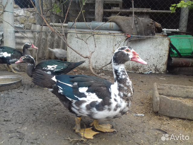 Индоутки (Мускусные утки )