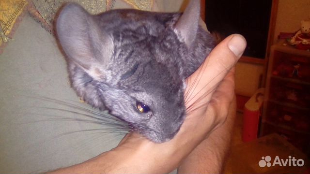 Шиншилла девочка стандарт