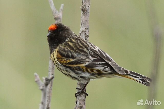 Красношапочный (корольковый) вьюрок