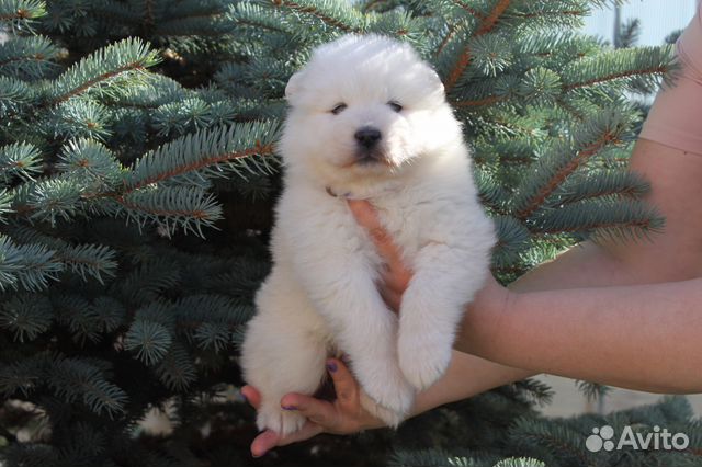 Щенки самоеда шоу-класса