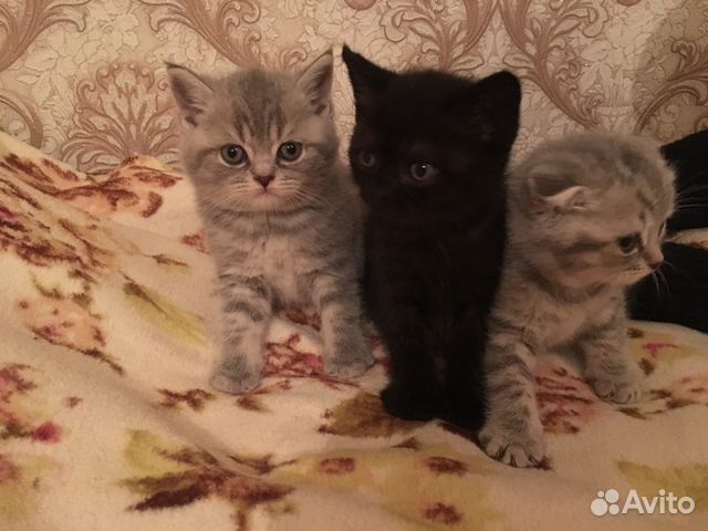 Шотландские кошечки